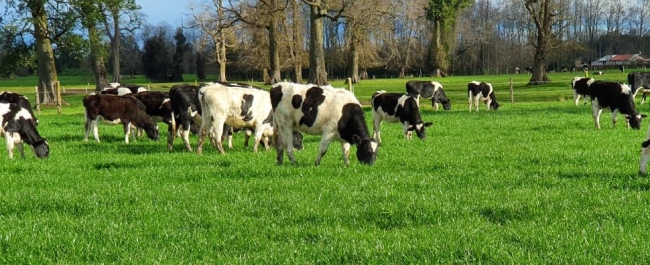 Especialista del INIA entrega recomendaciones para el manejo de la ...