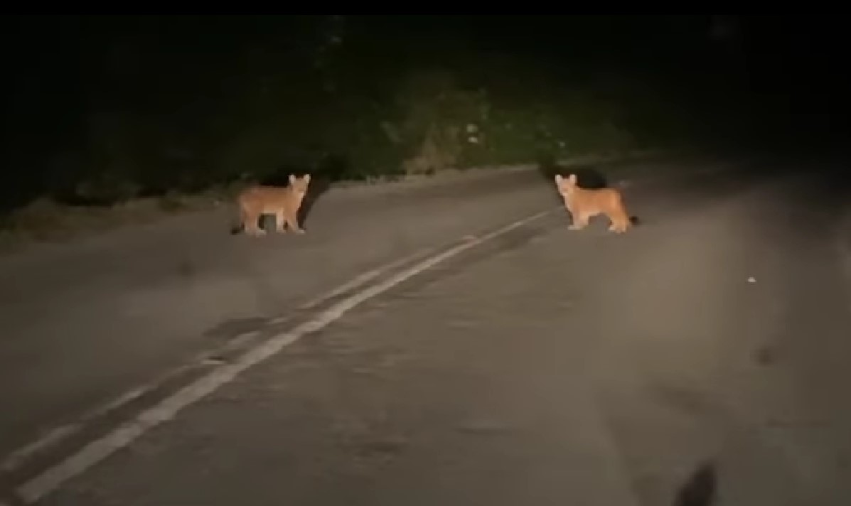 Registran avistamiento de dos crías de puma en sector rural de Río Bueno